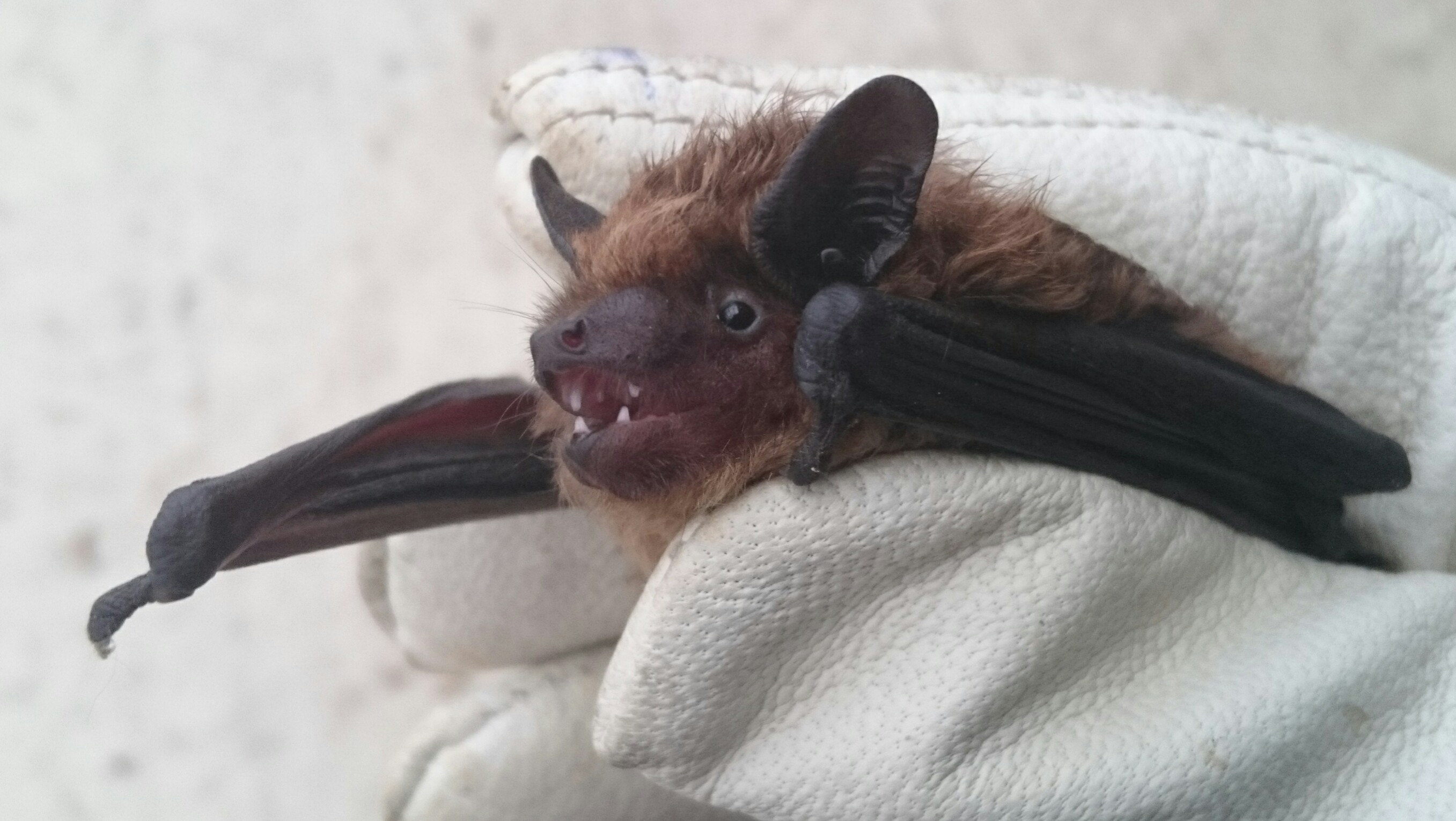 Bat surveys – Gray Ecology